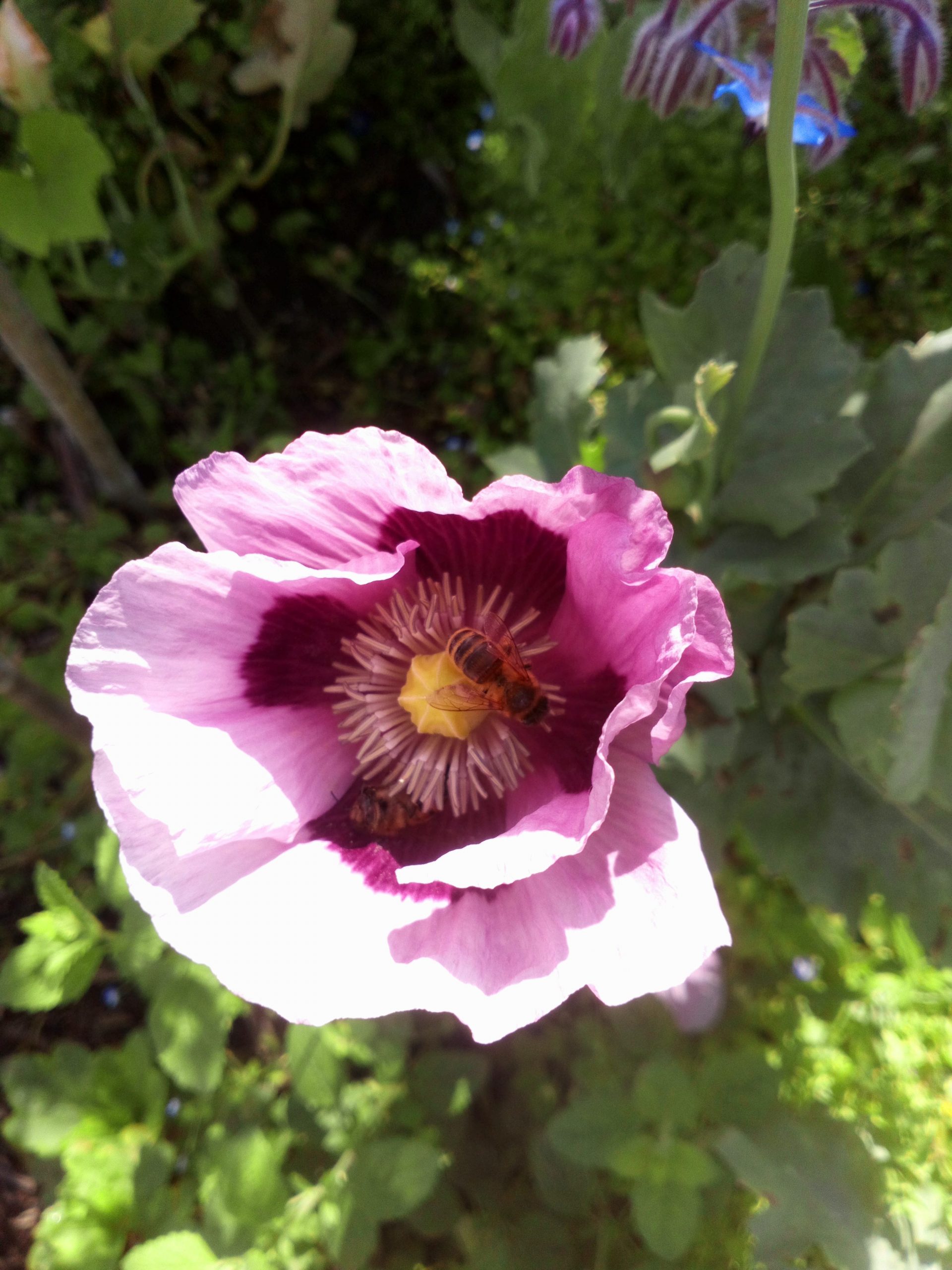 The honey bee calendar – Smitenwood Honey